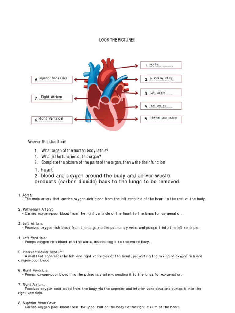 Heart Anatomy Quiz | PDF | Atrium (Heart) | Ventricle (Heart)