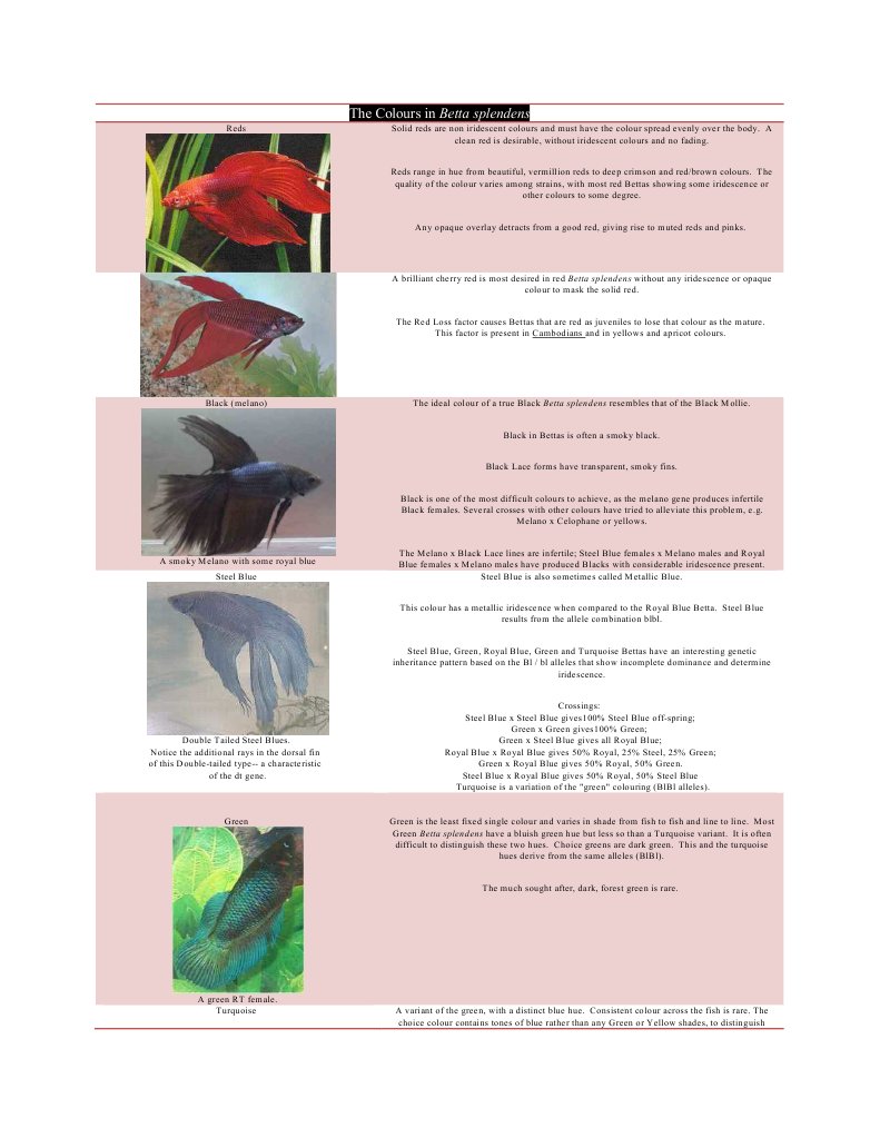 BETTA | PDF | Dominance (Genetics) | Color