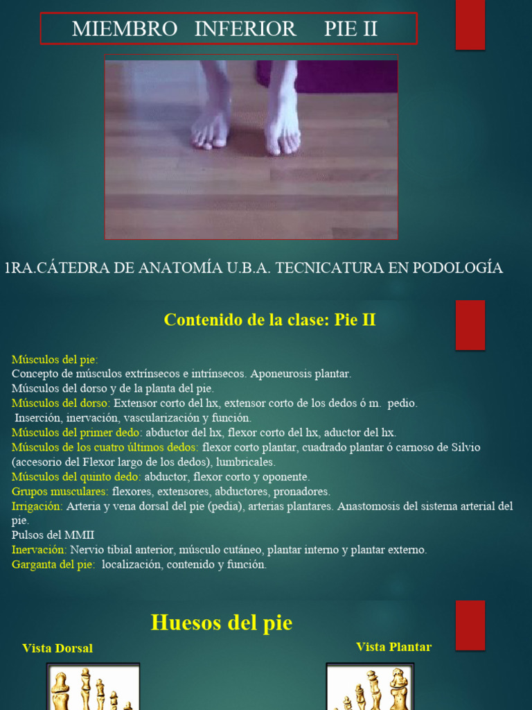 Clase6 2024 | PDF | Tobillo | Pie