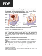 The Anatomy of Cattle Reproductive System | PDF | Luteinizing Hormone ...