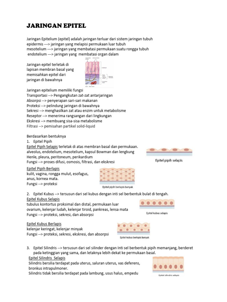 Jenis dan Fungsi Jaringan Epitel | PDF