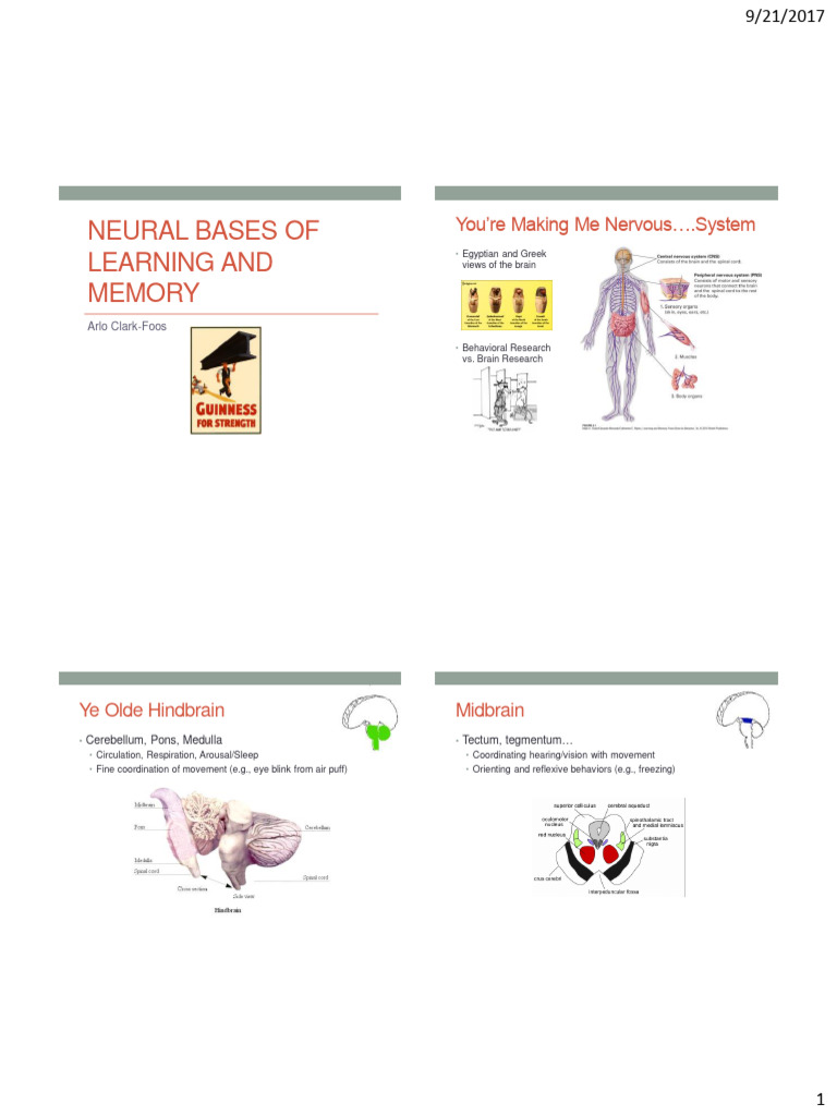 02_Neural Bases of Learning and Memory | Download Free PDF | Chemical Synapse | Neuron