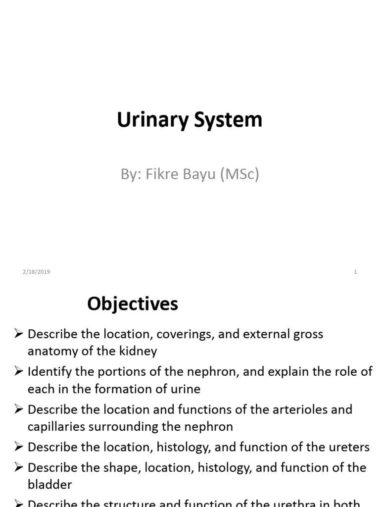 Urinary System Latest-Fikre | PDF | Kidney | Genitourinary System