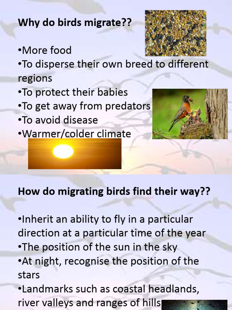 Birdmigrationpowerpoint 140523145106 Phpapp02 | PDF | Home & Garden ...
