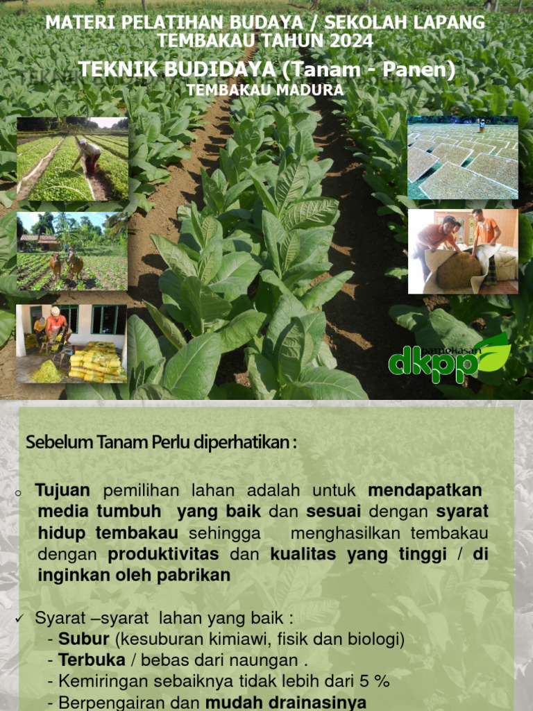 Materi Budidaya Tembakau | PDF