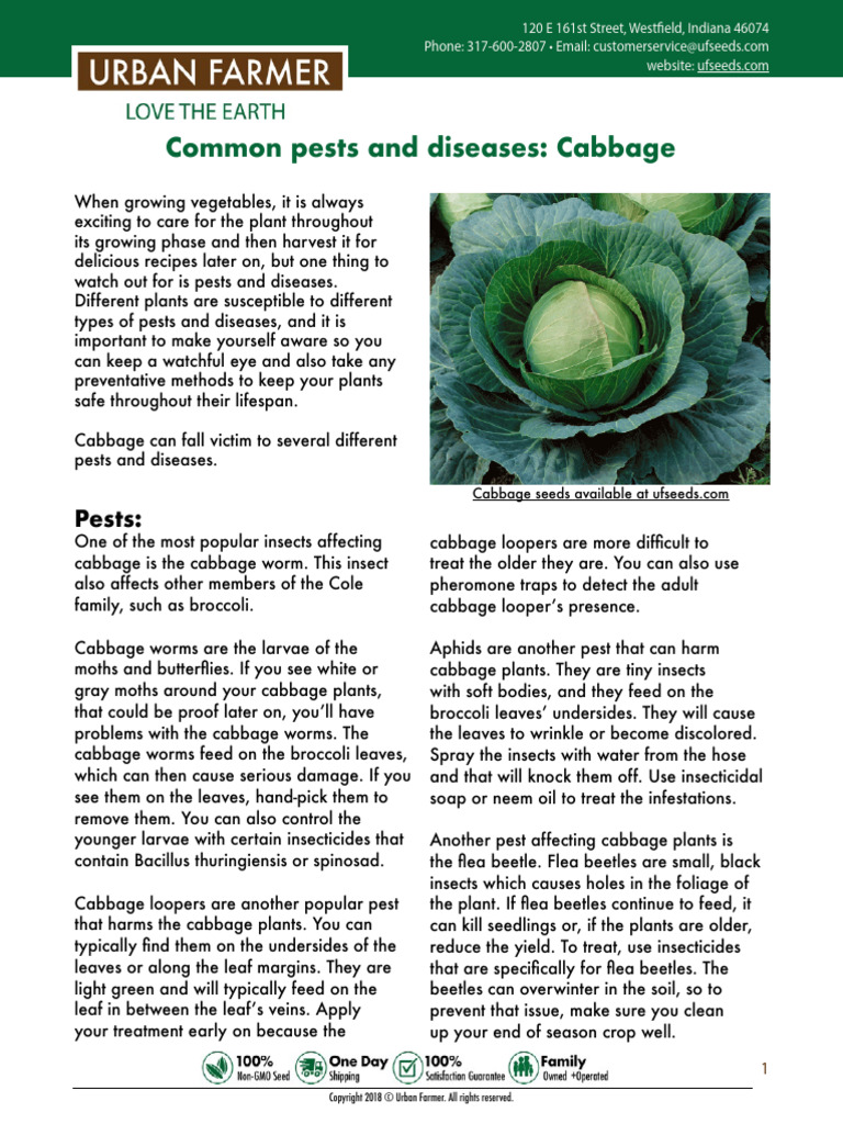 Cabbage Common Pests and Diseases | PDF | Pest (Organism) | Cabbage