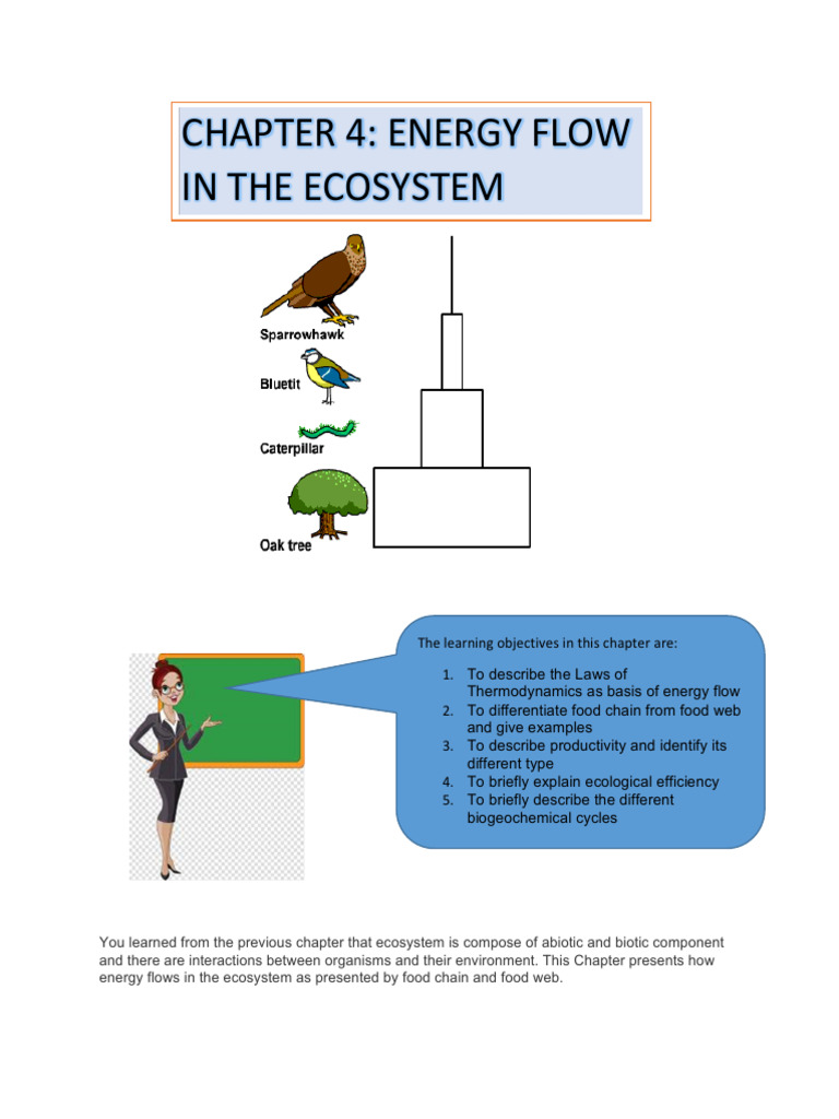 CHAPTER 4 Energy Flow in An Ecosystem | PDF | Food Web | Ecosystem