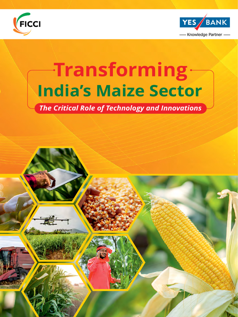 Yes Bank Maize Report | PDF | Agriculture | Maize