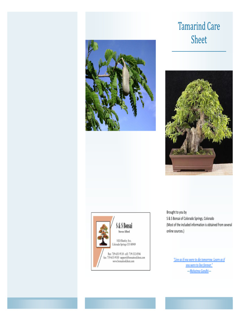 Tamarind Care Sheet | PDF | Trees | Pruning