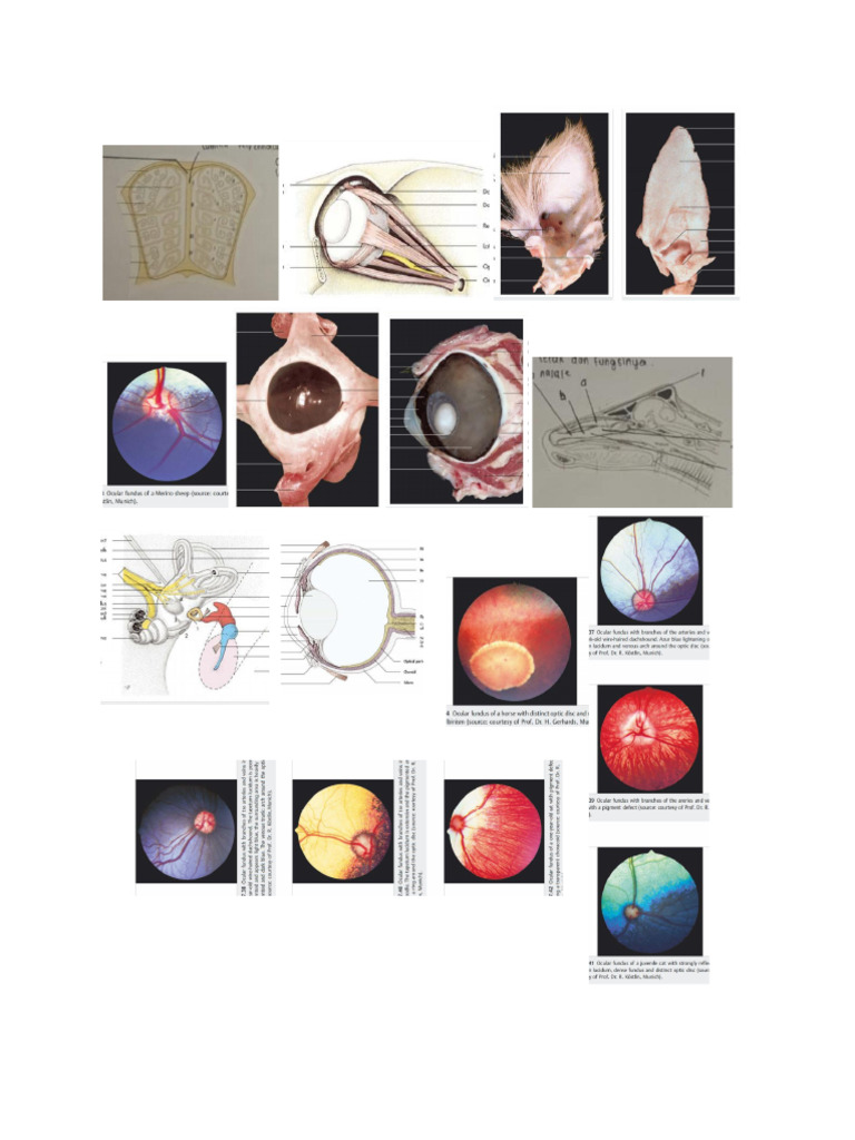 GAMBAR MAKRO (1) Organ Visus | PDF