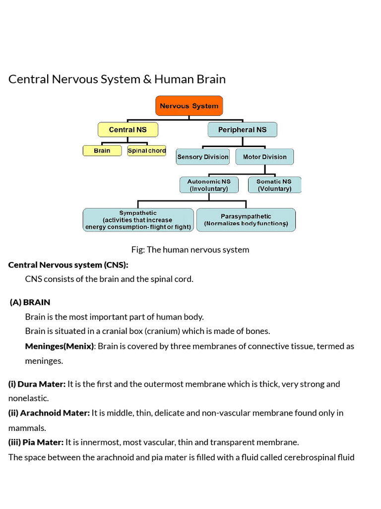 Central Nervous System and Human Brain - Science Class 10 | Download Free PDF | Cerebrum ...