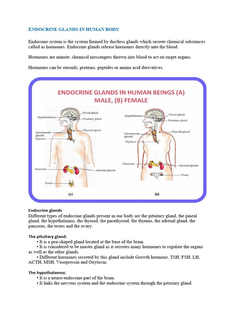CLASS X ENDOCRINE GLANDS IN HUMAN BODY | PDF | Endocrine System ...