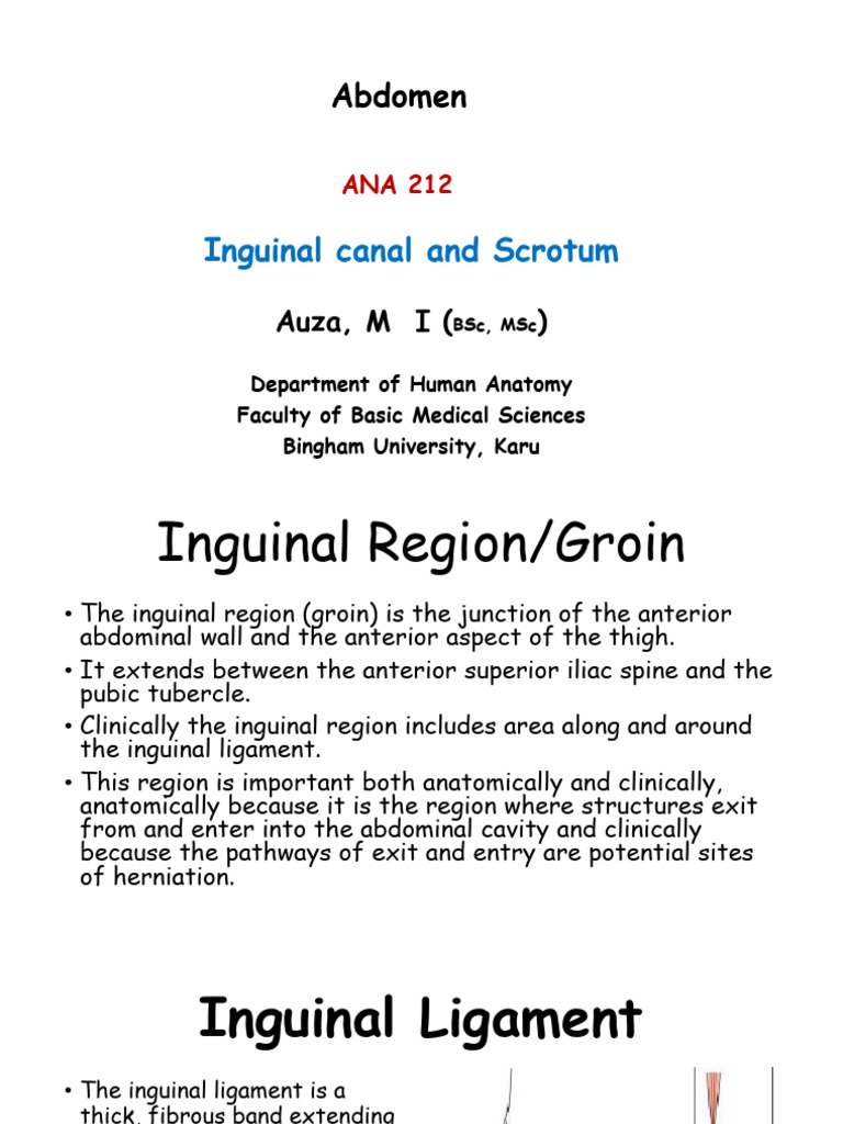 5 Inguinal Canal and Scrotum | PDF | Anatomy