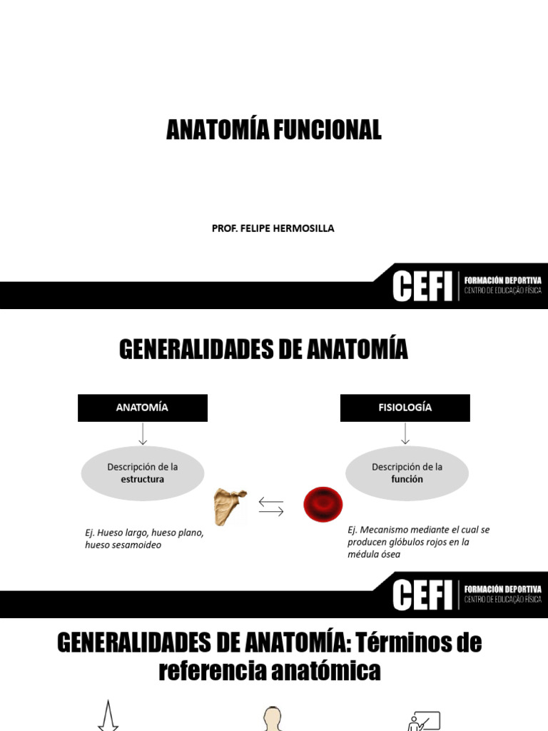 Anatomía Funcional Diapo | PDF | Términos anatómicos de ubicación | Anatomía