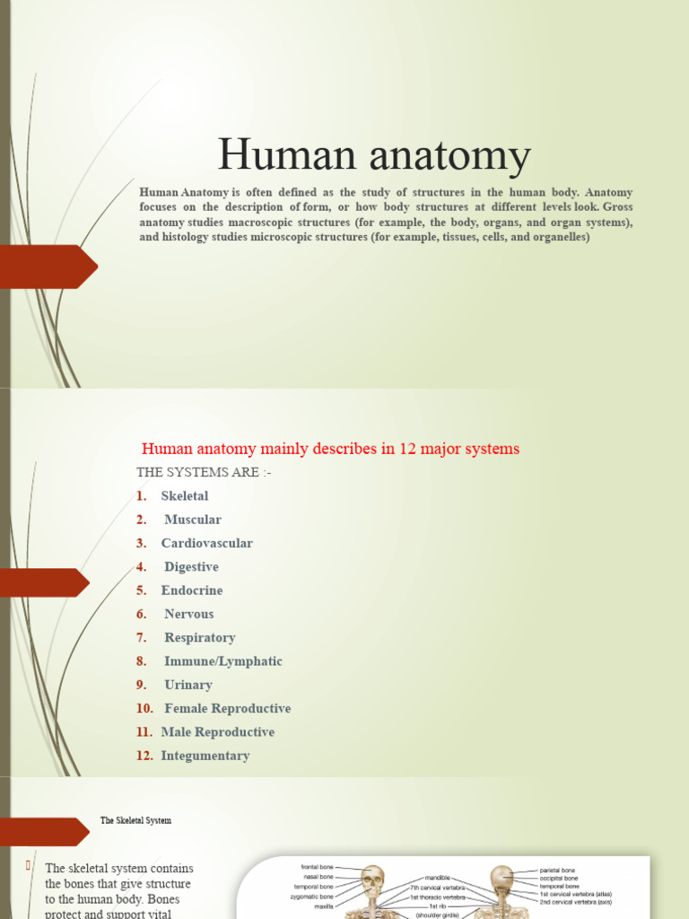 HUMAN Anatomy | PDF | Human Body | Respiratory Tract