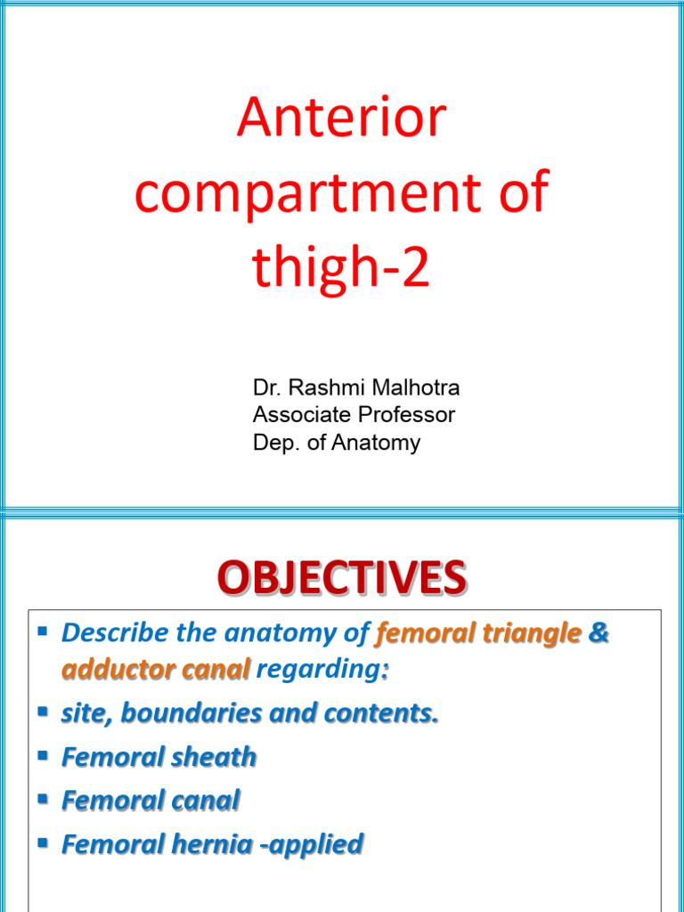 Anatomy of the Femoral Triangle | PDF | Vein | Human Leg