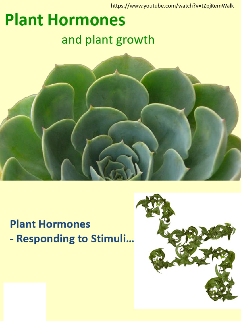 Plant Hormones Pdf Plant Hormone Auxin