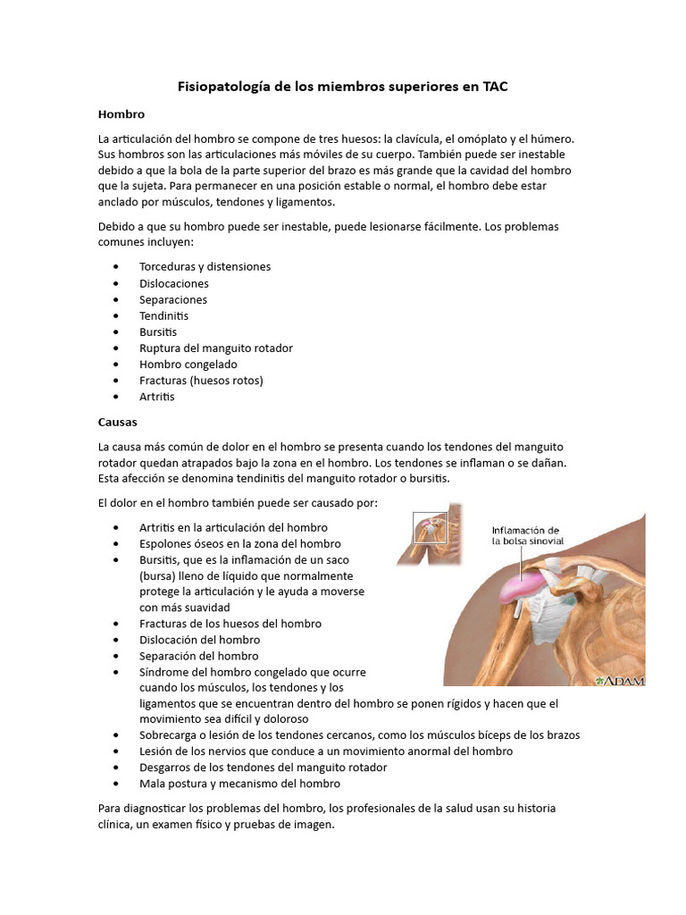 Fisiopatología de los miembros superiores en TAC | PDF | Hombro ...