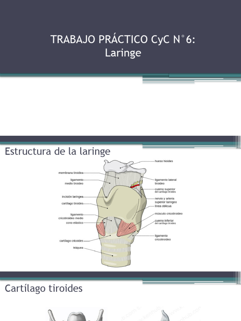 Laringe | PDF