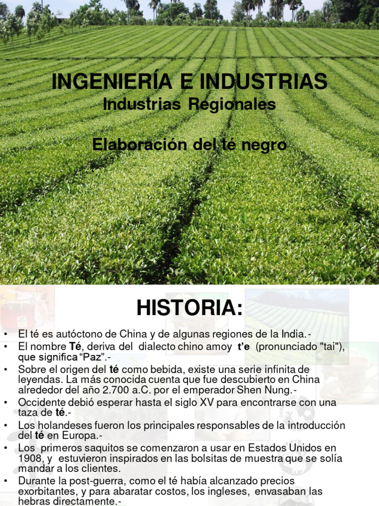 Elaboraci N de T Negro | PDF | Té