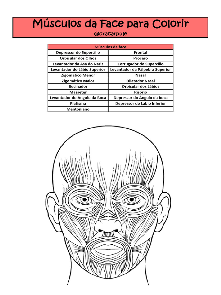 Músculos da Face para Colorir | PDF | Estudos de Línguas Estrangeiras ...
