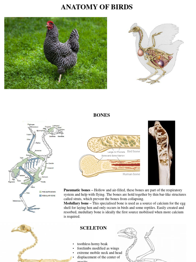 Bird Anatomy Scelatal Muscular Digestive System | PDF | Vertebra ...