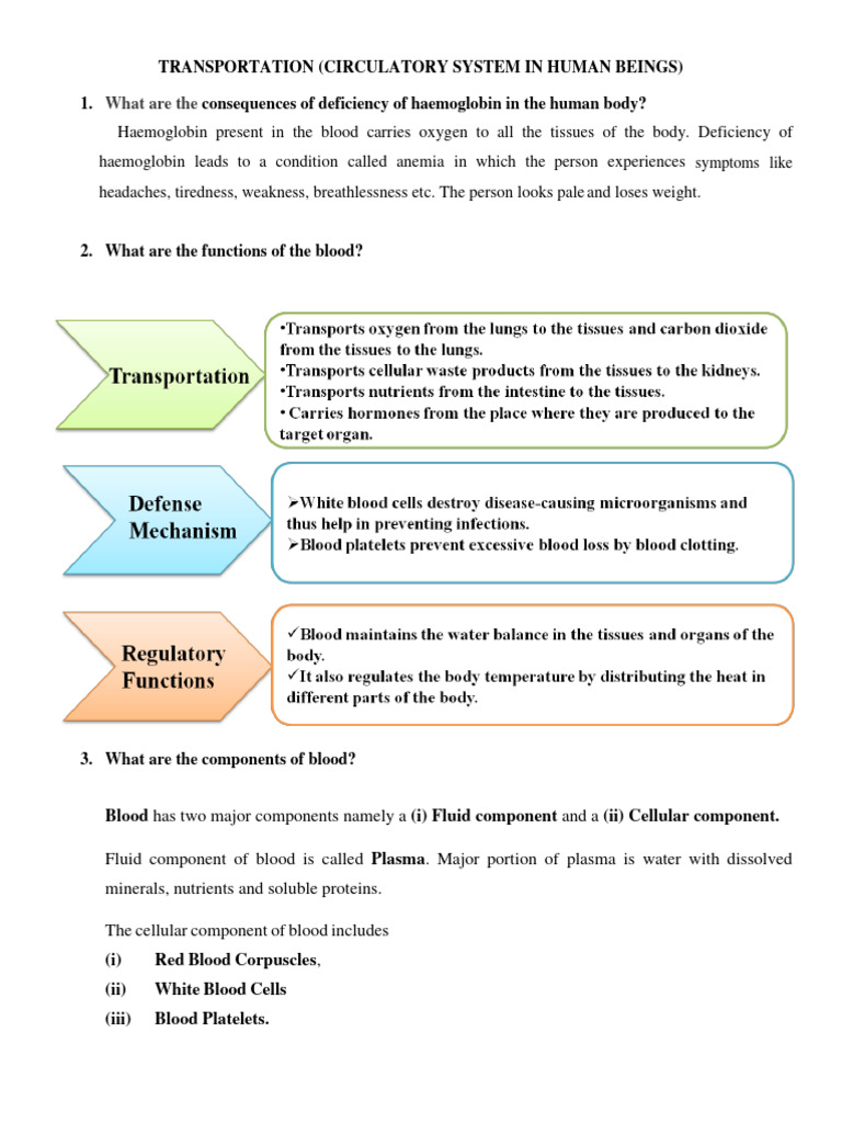 Transportation | PDF | Atrium (Heart) | Heart