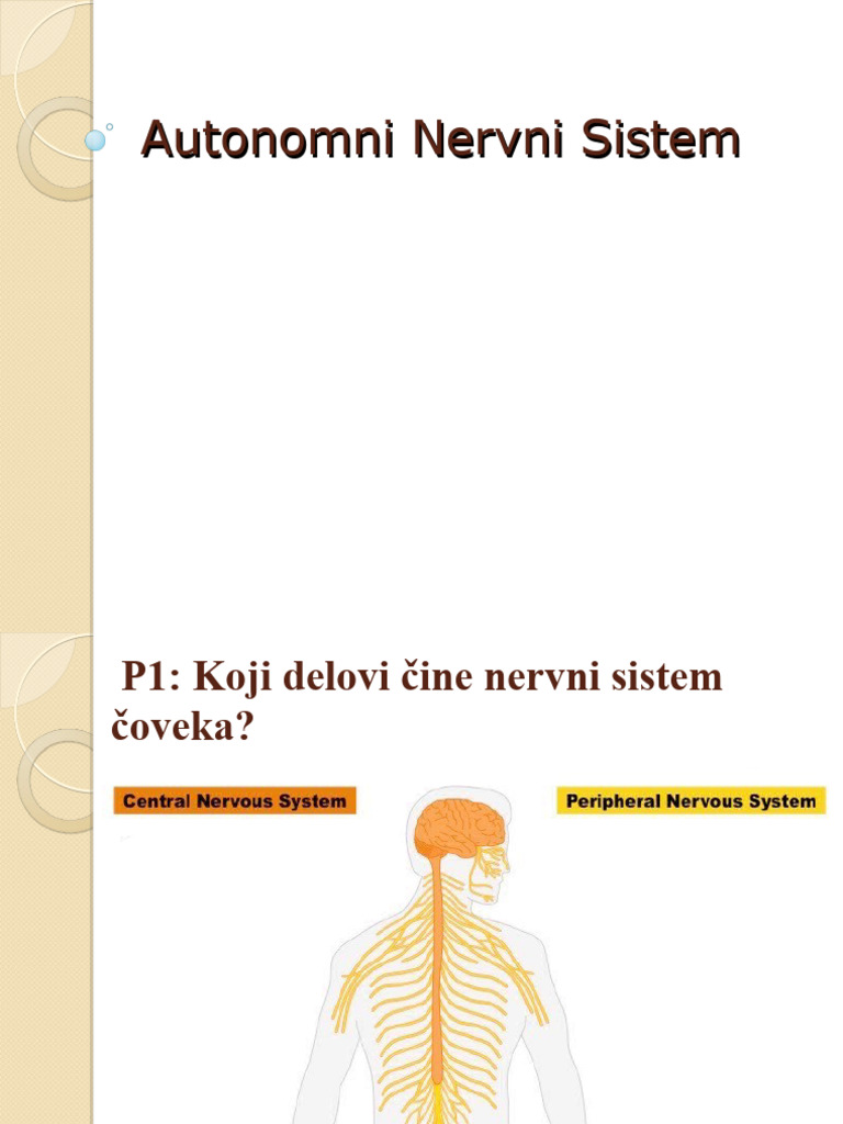 Autonomni nervni sistem - anatomija | PDF