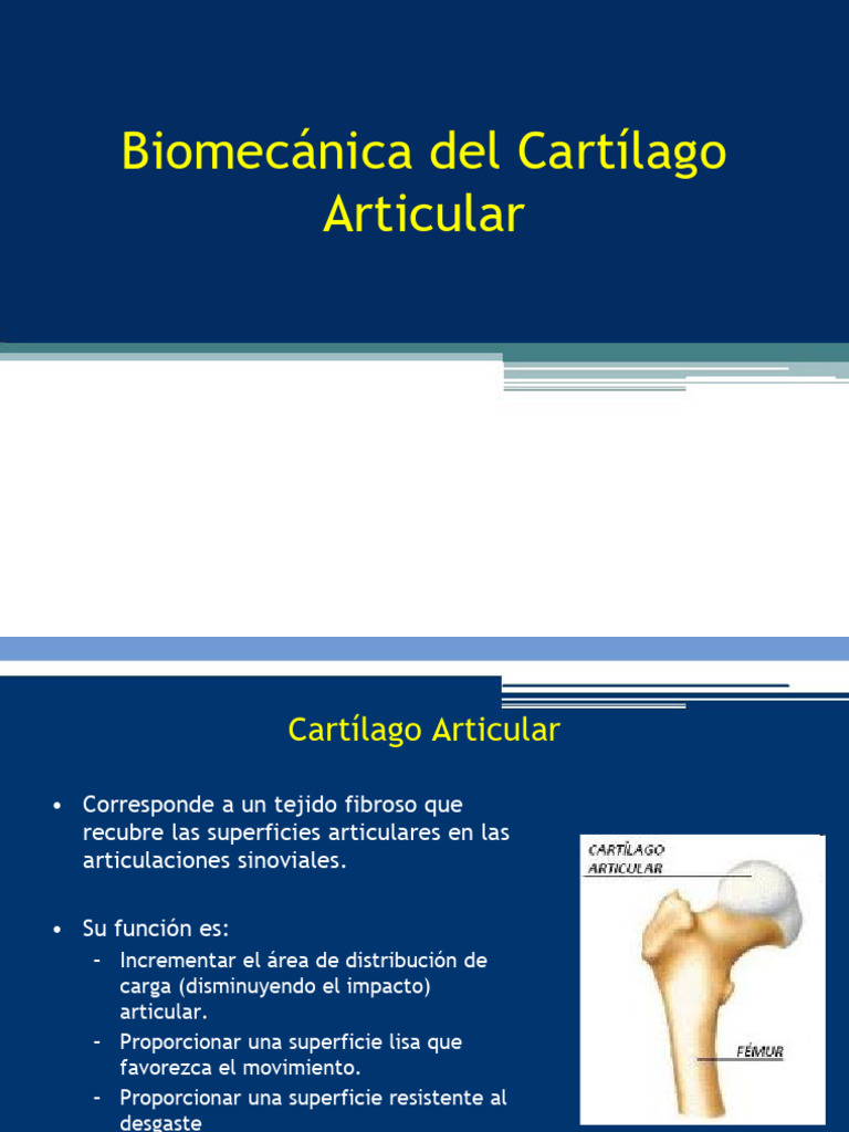 Cartílago, Tendones y Ligamentos | PDF | Articulación | Tendón