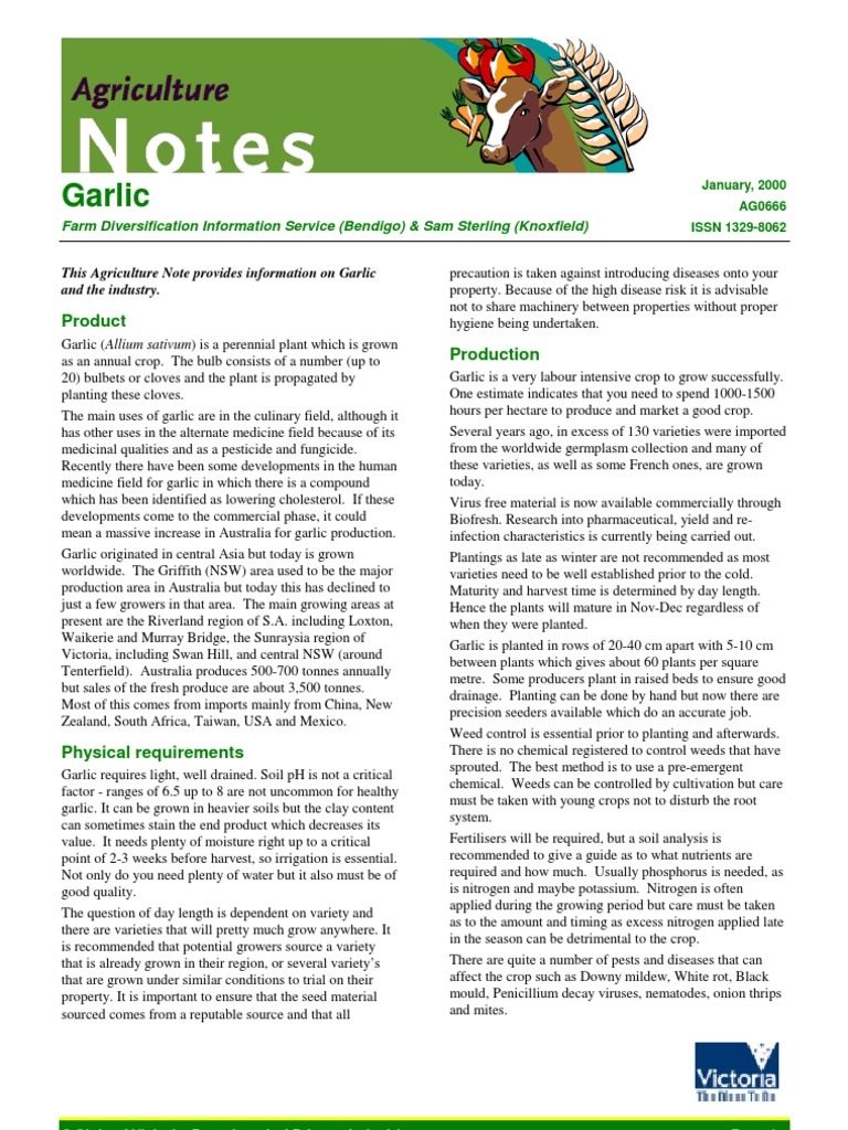 Garlic | PDF | Soil | Garlic