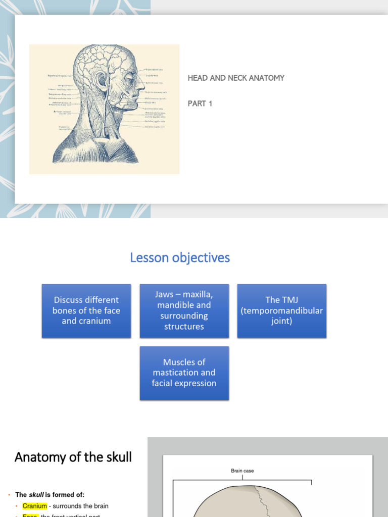 Head and Neck Anatomy Part 1 | PDF | Skull | Human Head And Neck
