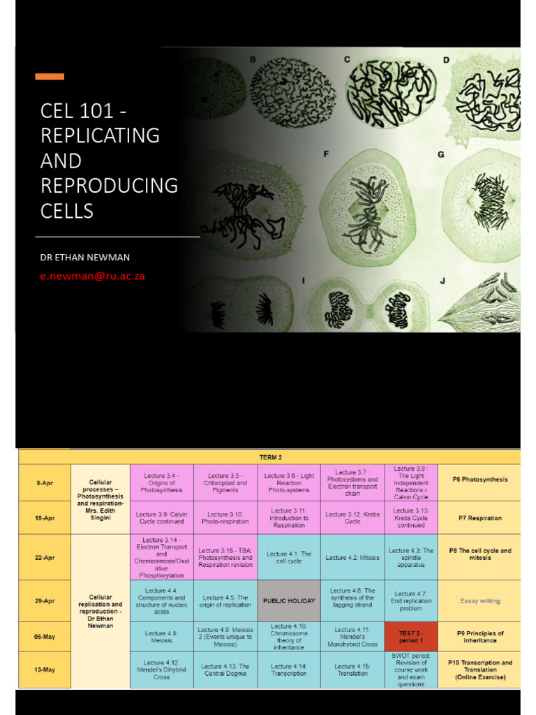 Cel101 The Cell Cycle And Mitosis 2024 Pdf Mitosis Cell Cycle
