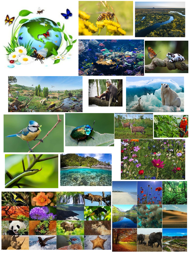Biodiversidad Imagenes | PDF