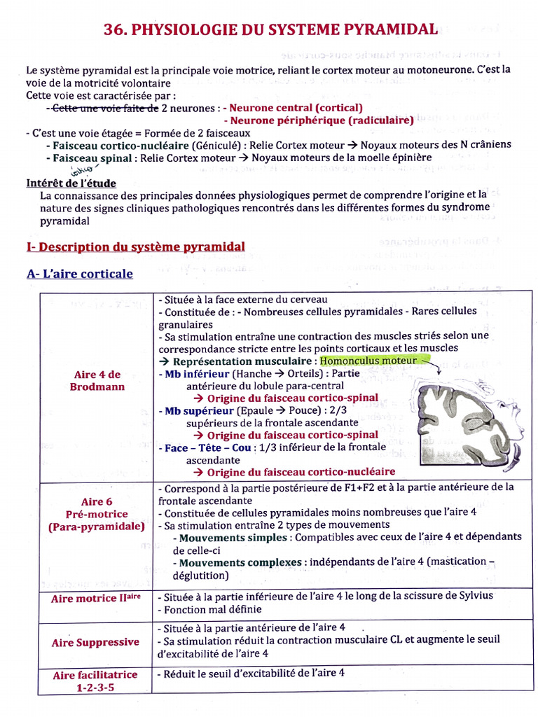 36 - Physiologie Dy Systeme Pyramidal | PDF
