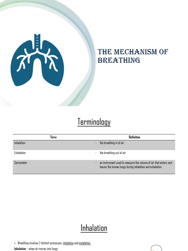 Breathing Mechanics Explained | PDF | Career & Growth | Science ...