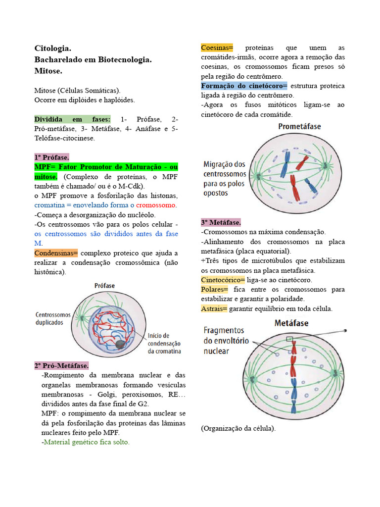 Mitose E Meiose Resumo Download Grátis Pdf Meiose Mitose