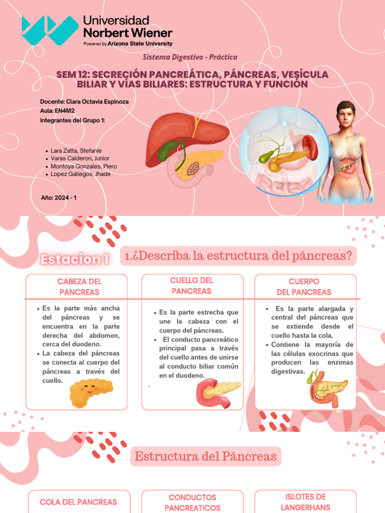 pancreas | PDF | Digestión | Bilis