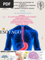 Anatomia, Irrigacion, Inervación Del Esofago y Estomago | PDF ...