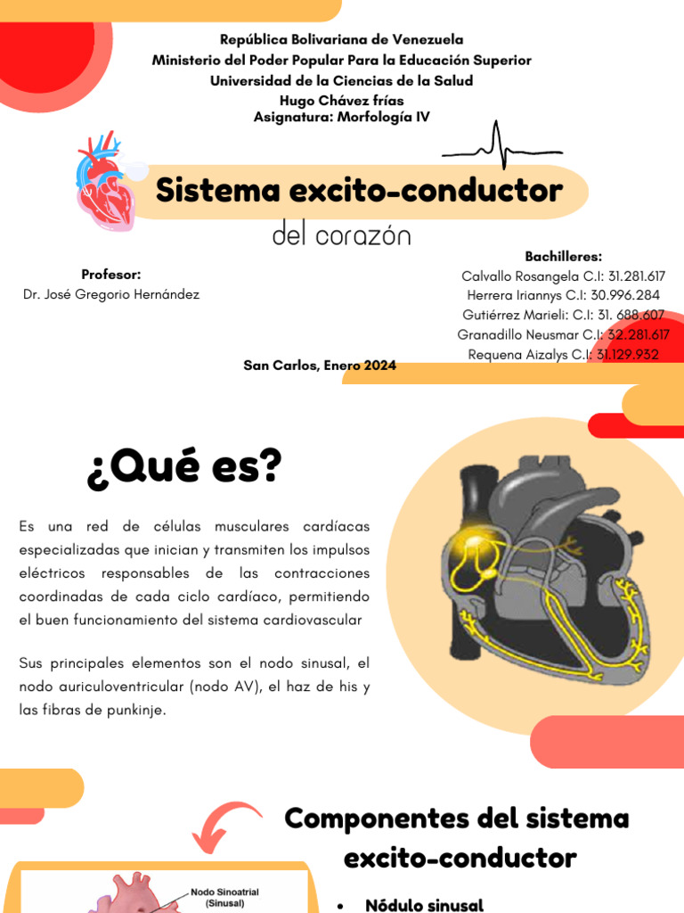 Sistema Excito-Conductor - 20240115 - 150137 - 0000 | PDF | Potencial ...