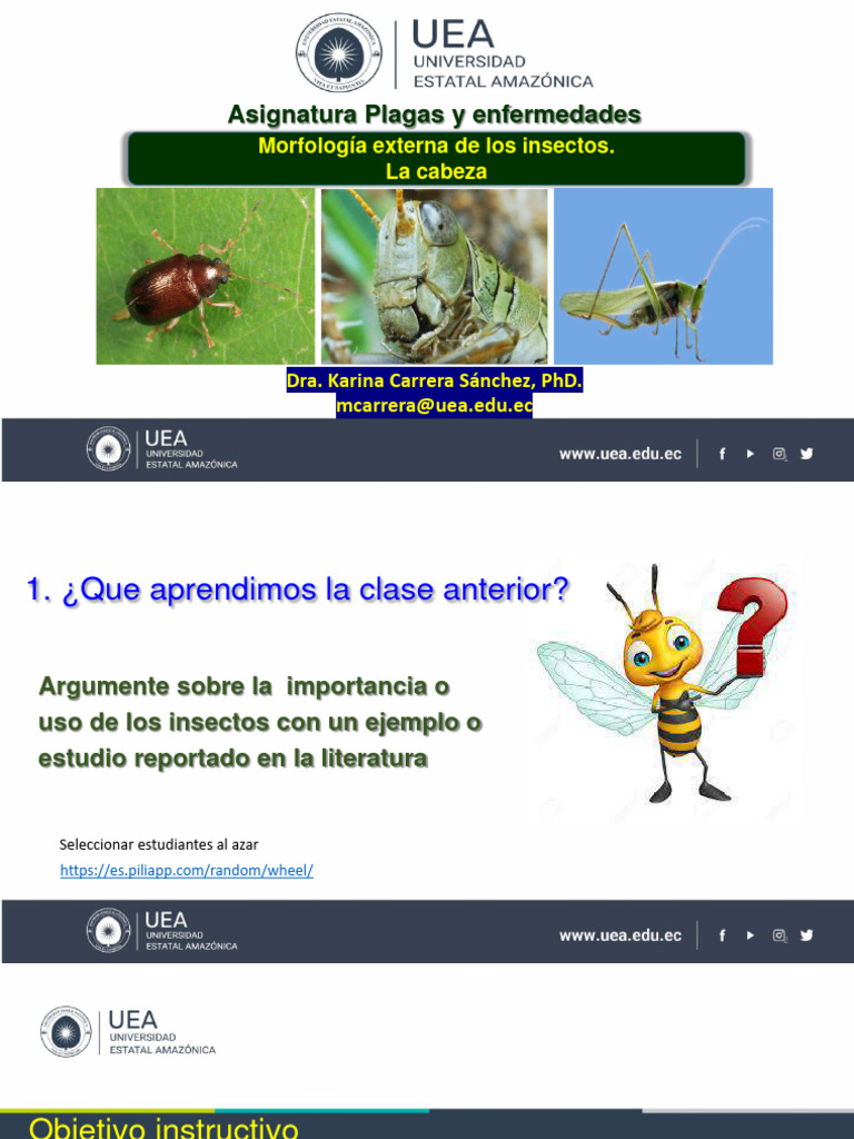 U1 - TEMA 2. C3. Morfología Externa de Los Insectos-La Cabeza | PDF ...