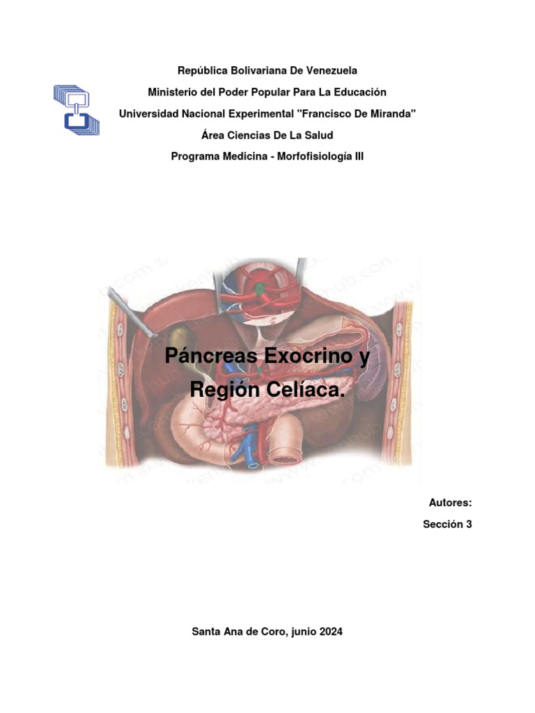Anatomía y Función del Páncreas Exocrino | PDF | Páncreas | Estómago