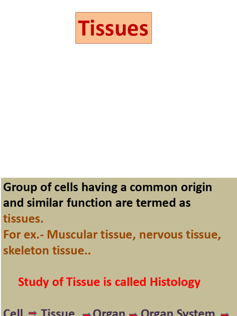 Tissue Class 9 | Download Free PDF | Epithelium | Tissue (Biology)