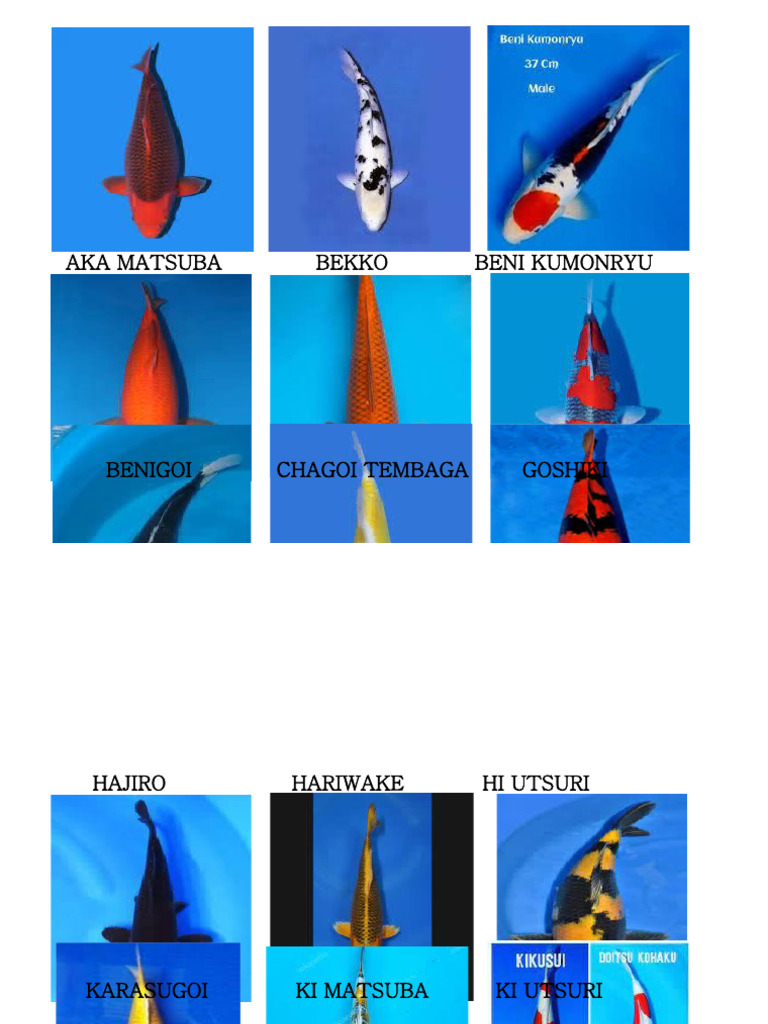 JENIS IKAN KOI | PDF