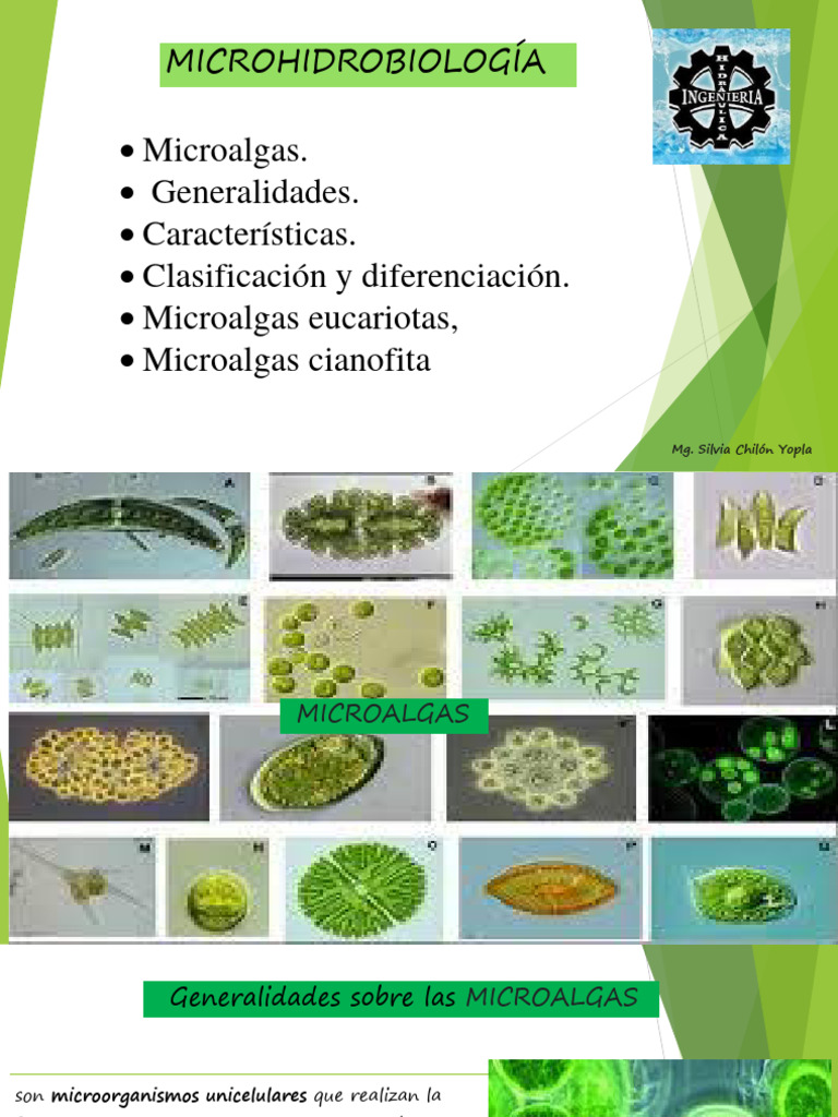 3 Microalgas | PDF | Algas | Fotosíntesis