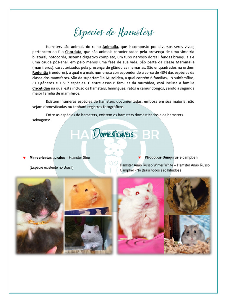 Tipos de Hamsters: Espécies e Características | PDF | Mamíferos ...