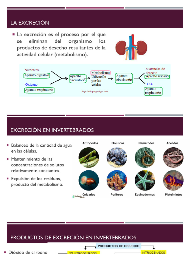 Función de Excreción | PDF | Excreción | Sistema urinario