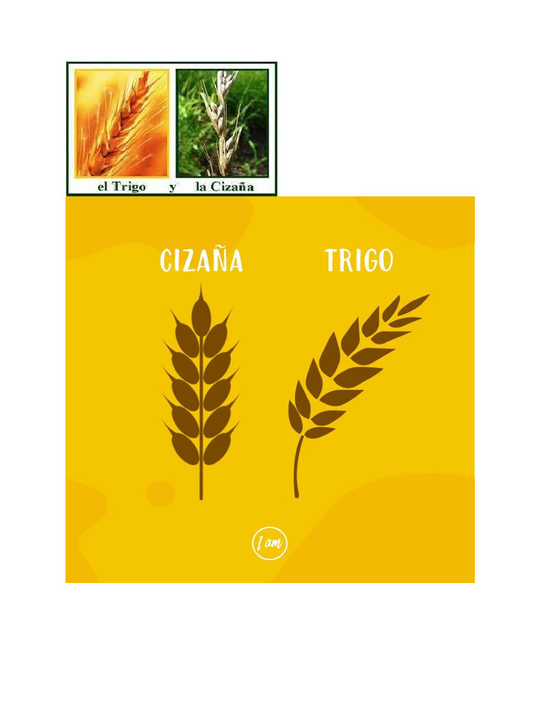 Trigo Cizaña | PDF