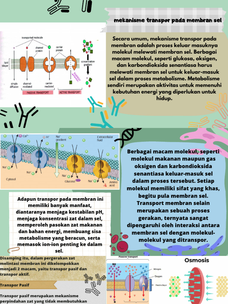 Mekanisme Transpor Membran Sel | PDF