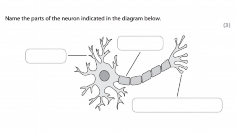 Activity - Label Neuron | PDF