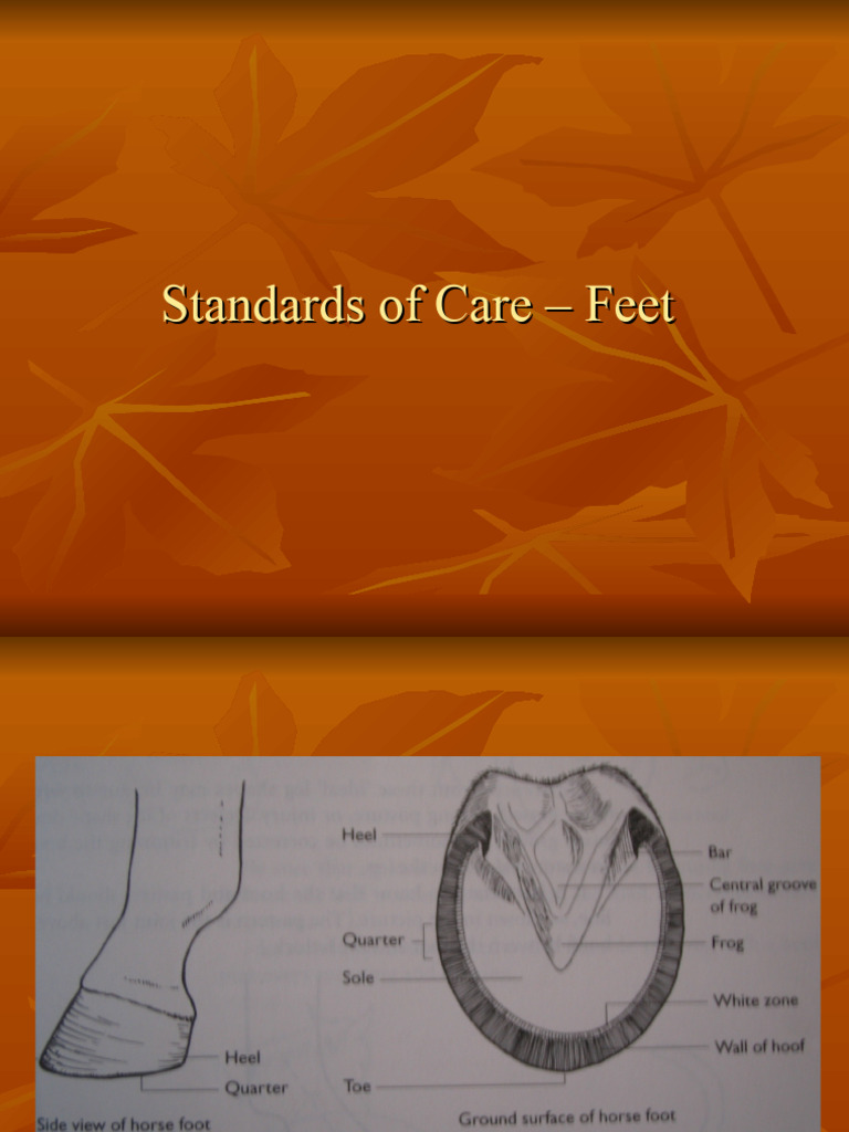 Care of Feet and Shoeing | PDF | Foot | Horses